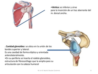 REGION ESCAPULAR TRAUMATOLOGIA Y ORTOPEDIA | PPTX