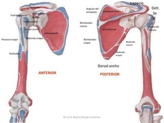 REGION ESCAPULAR TRAUMATOLOGIA Y ORTOPEDIA | PPTX