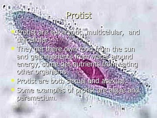 Brianne And Rochelle | PPT