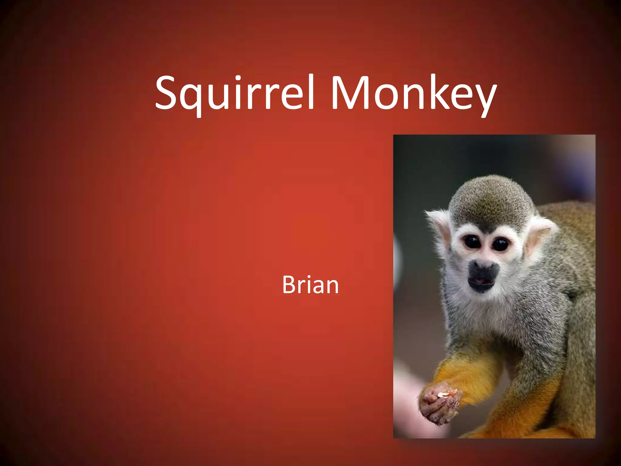 Brian - Squirrel monkeys | PPTX