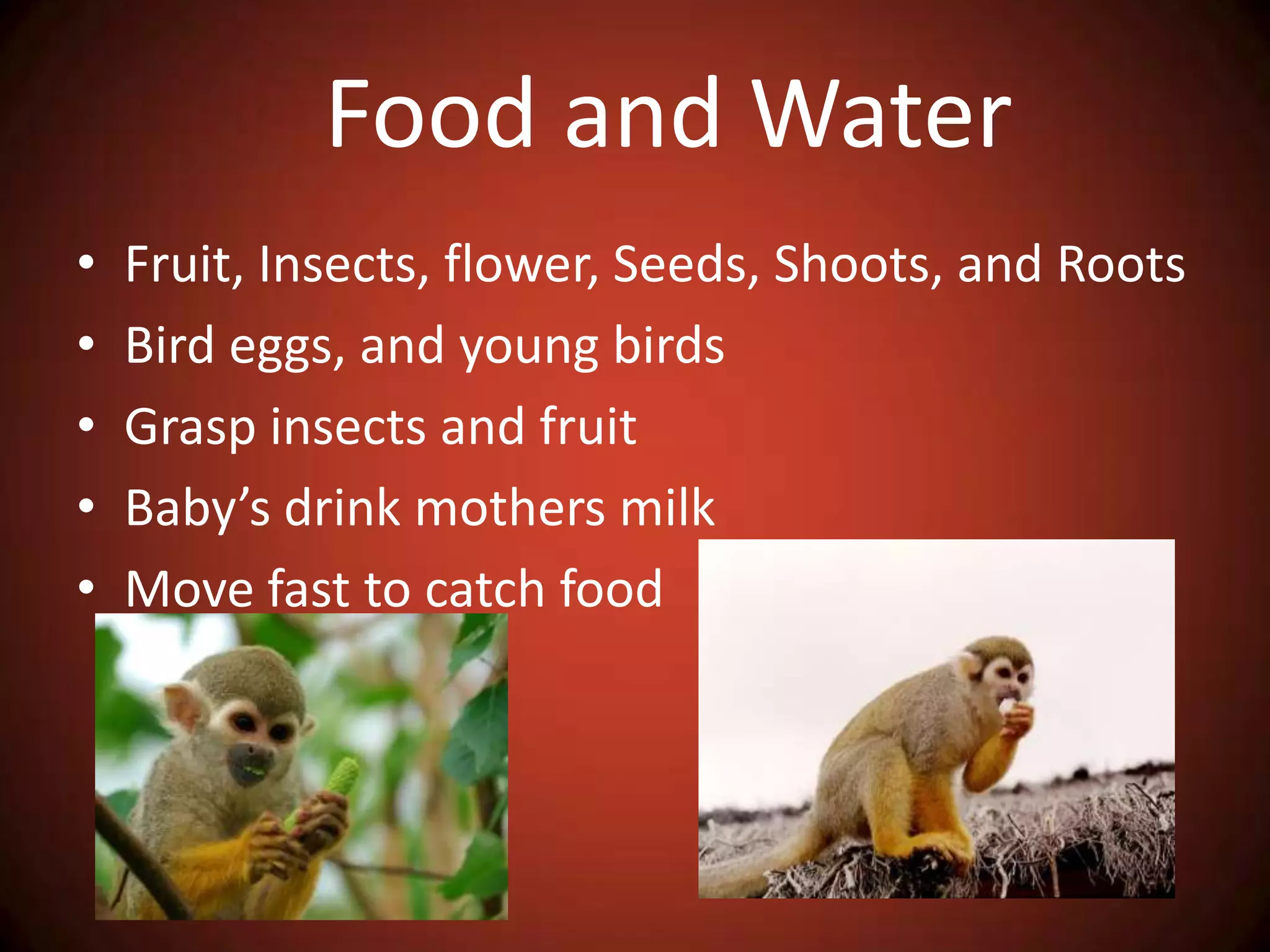 Brian - Squirrel monkeys | PPTX