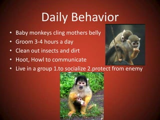 Brian - Squirrel monkeys | PPTX