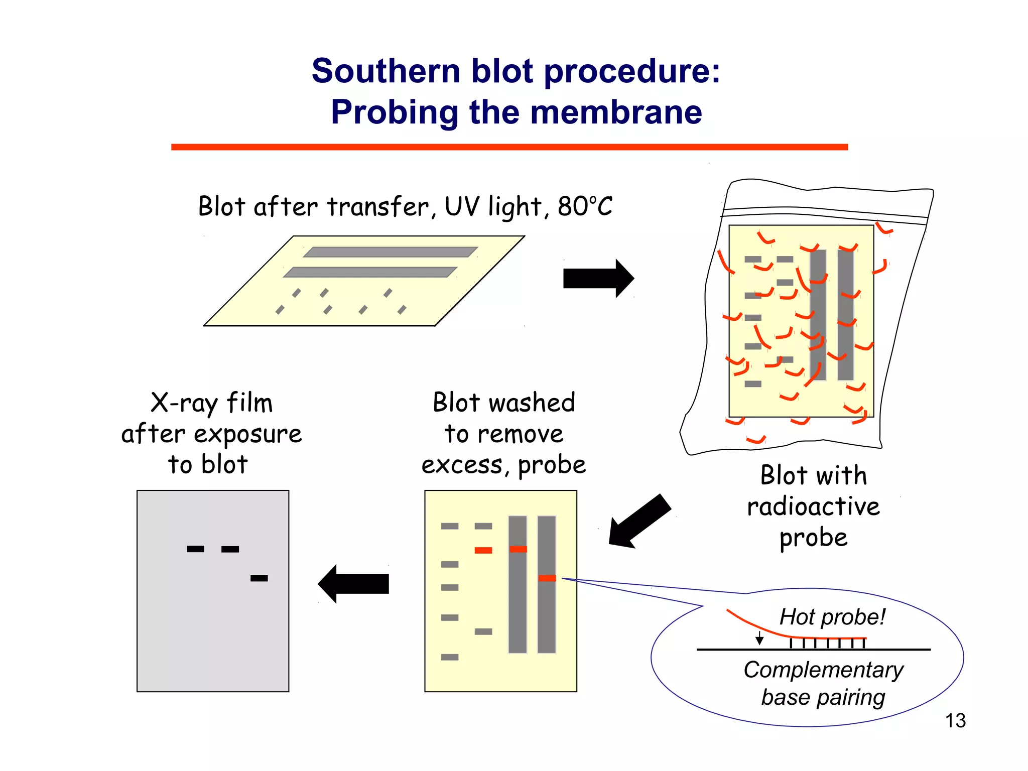 Brian_Strahl 2013_class_on_genomics_and_proteomics | PPT