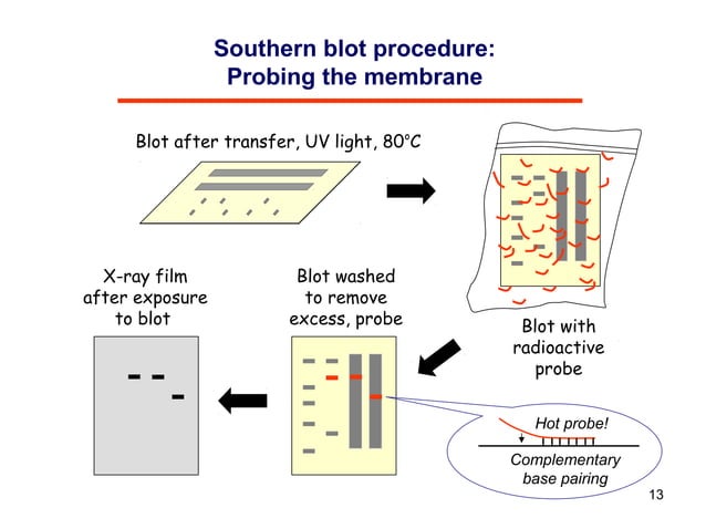 Brian_Strahl 2013_class_on_genomics_and_proteomics | PPT