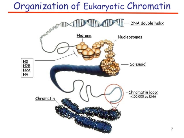 Brian_Strahl 2013_class_on_genomics_and_proteomics | PPT