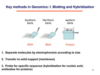Brian_Strahl 2013_class_on_genomics_and_proteomics | PPT