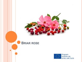 Briar rose | PPTX