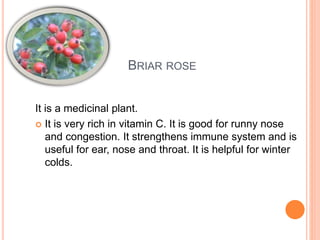 Briar rose | PPTX