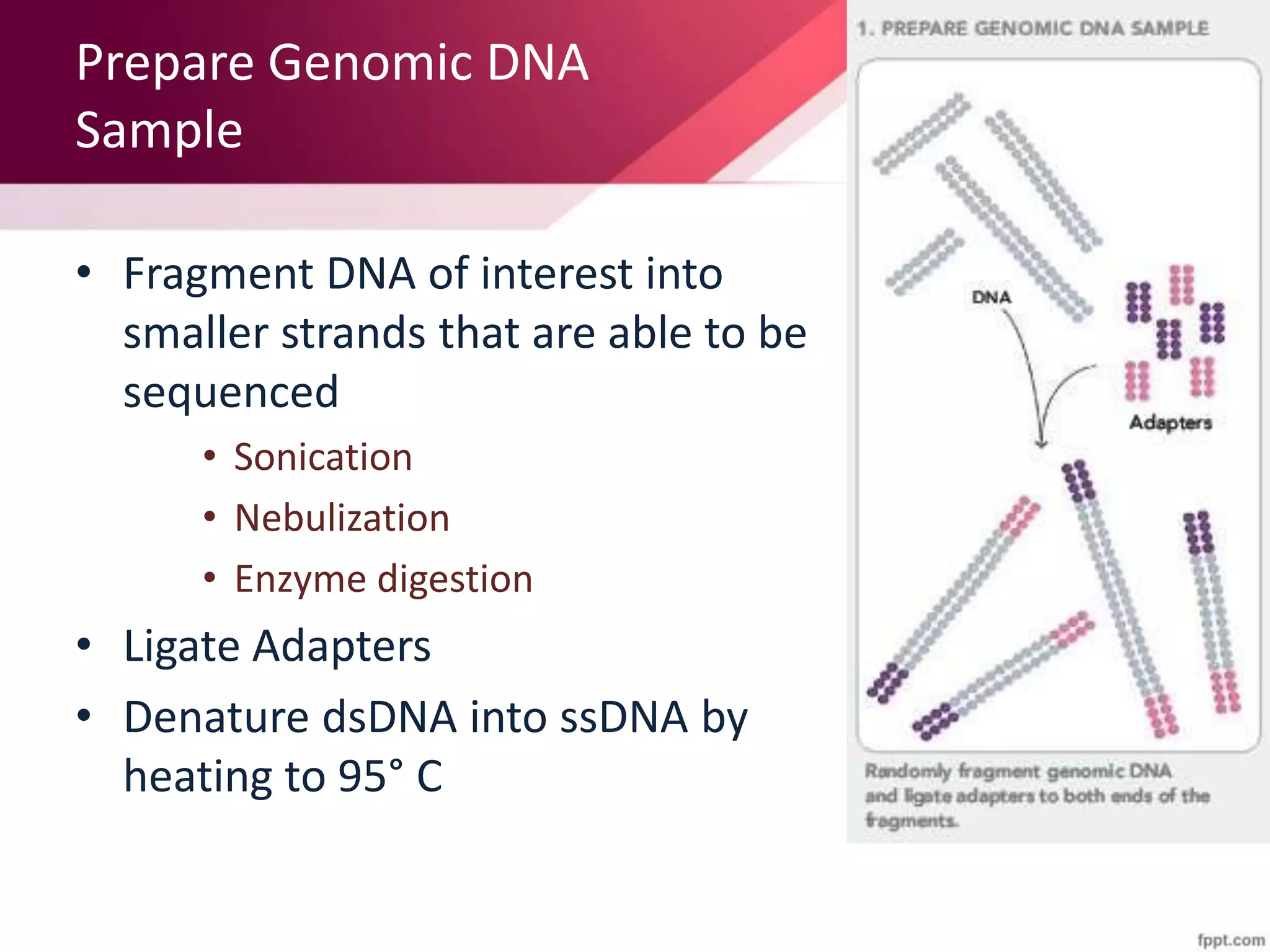 Bridge Amplification Part 1 | PPTX