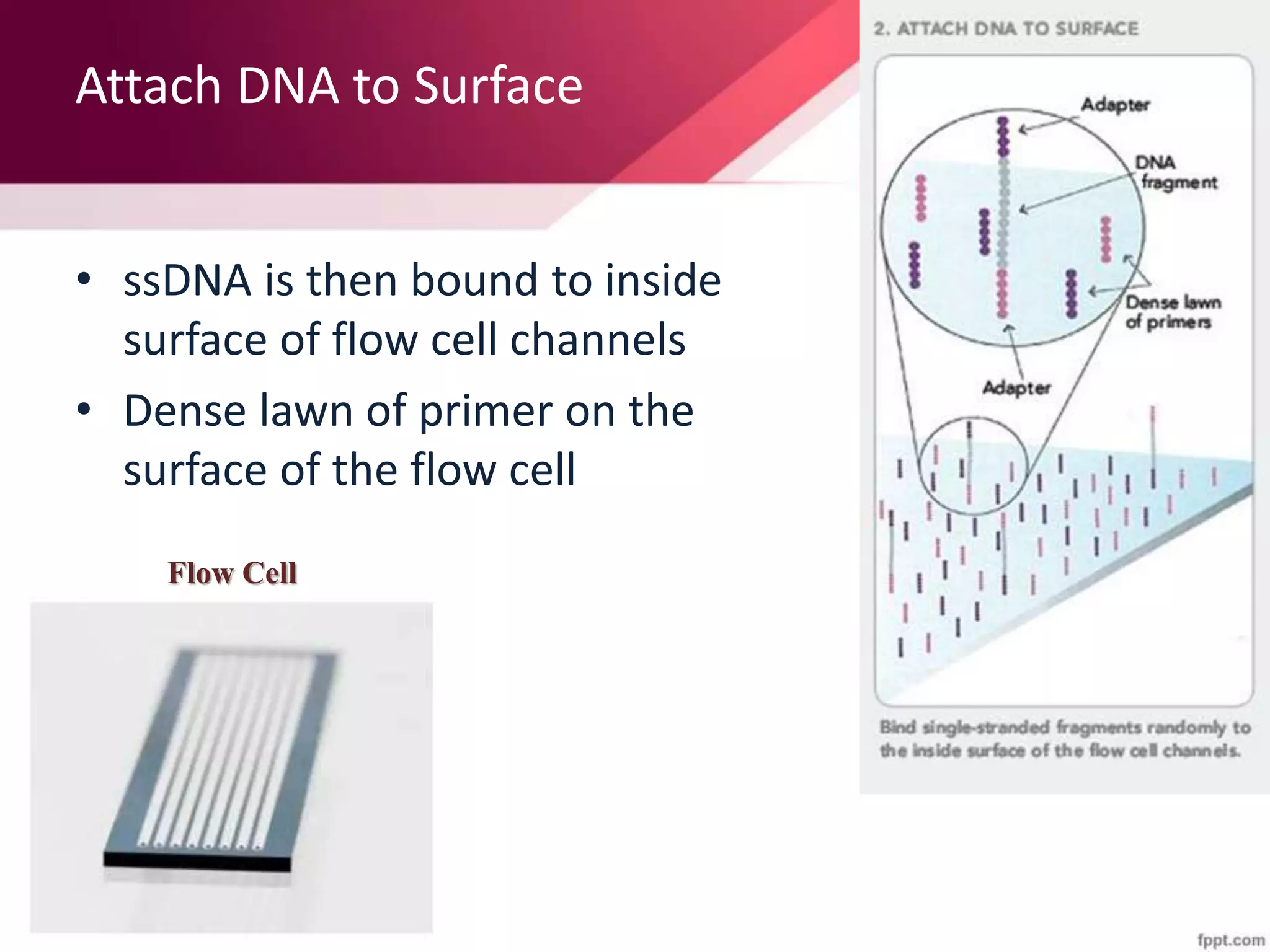 Bridge Amplification Part 1 | PPTX