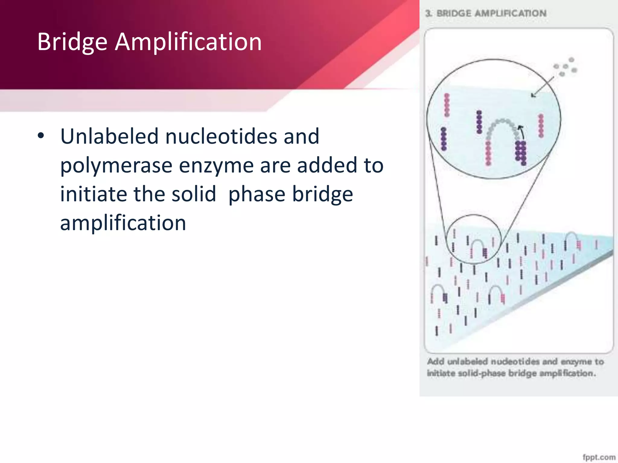 Bridge Amplification Part 1 | PPTX
