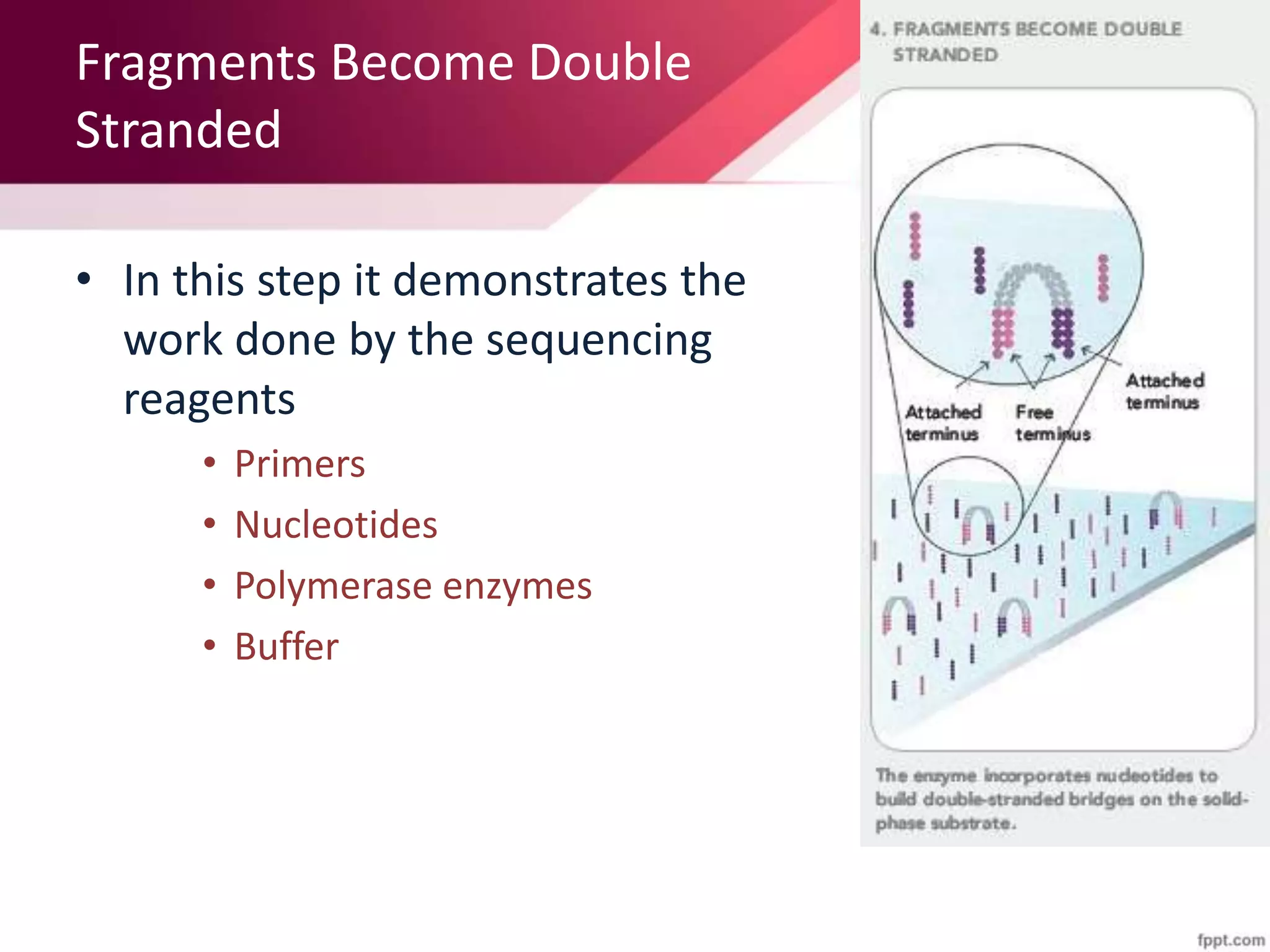 Bridge Amplification Part 1 | PPTX