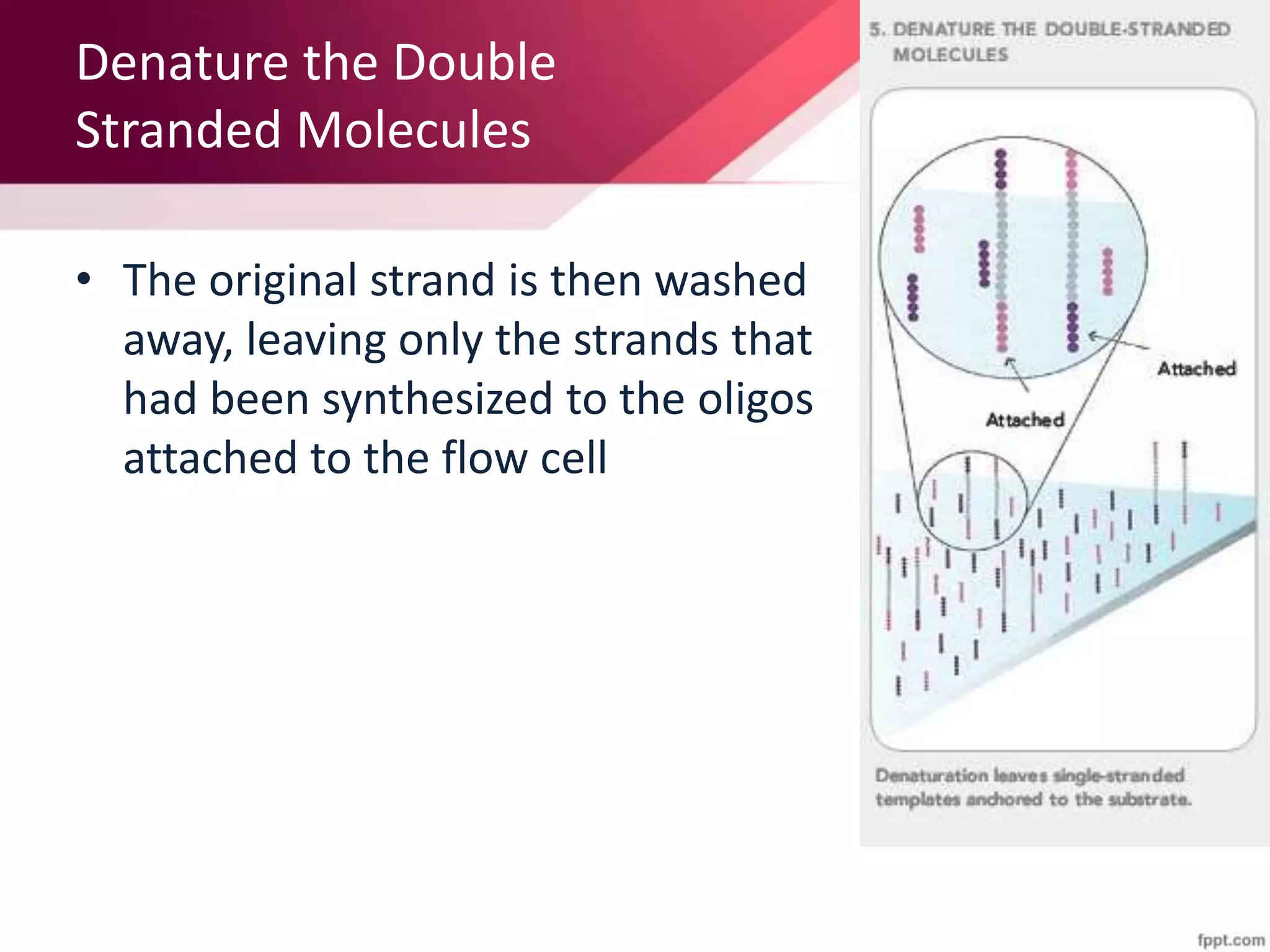 Bridge Amplification Part 1 | PPTX