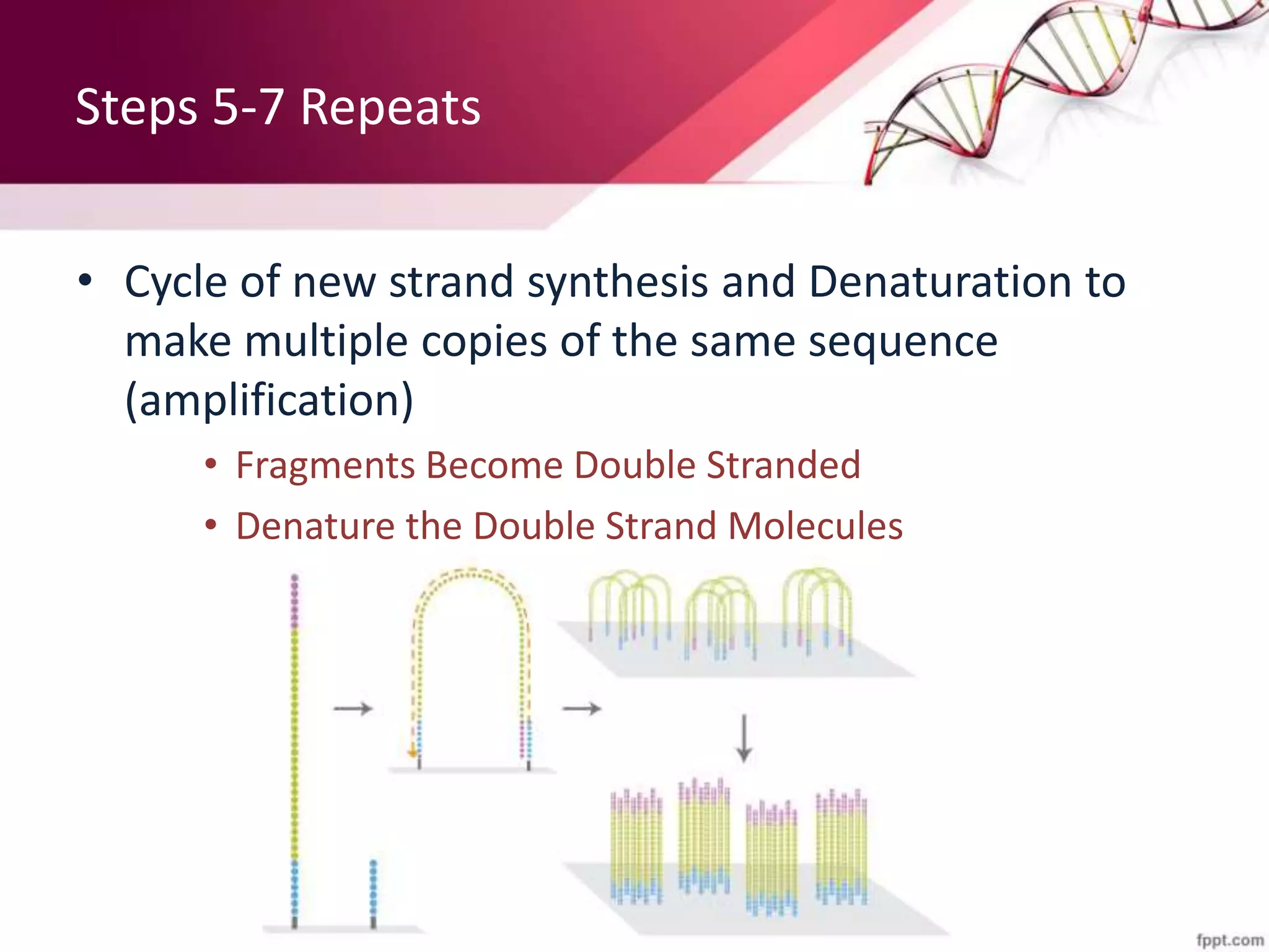 Bridge Amplification Part 1 | PPTX