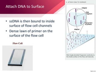 Bridge Amplification Part 1 | PPTX
