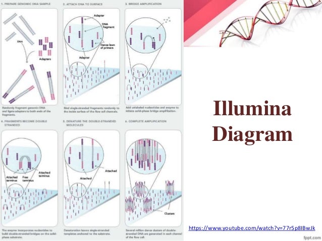 Bridge Amplification Part 1