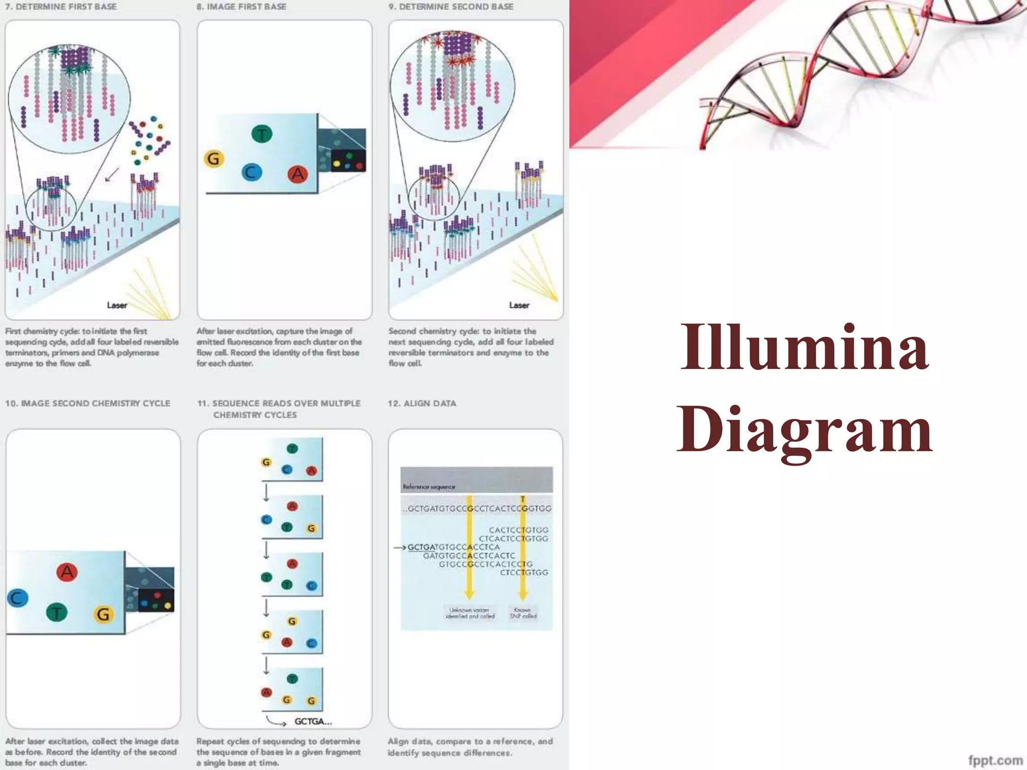 Bridge Amplification Part 2 | PPTX