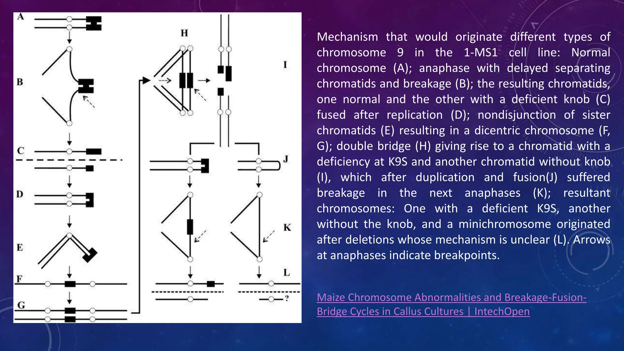 BRIDGE –BREAKAGE –FUSION CYCLE IN CORN.pptx