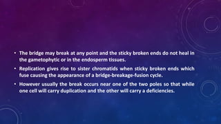 BRIDGE –BREAKAGE –FUSION CYCLE IN CORN.pptx