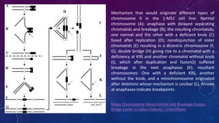 BRIDGE –BREAKAGE –FUSION CYCLE IN CORN.pptx