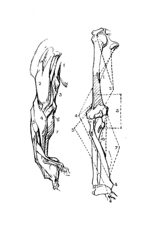 Bridgman constructive anatomy | PDF