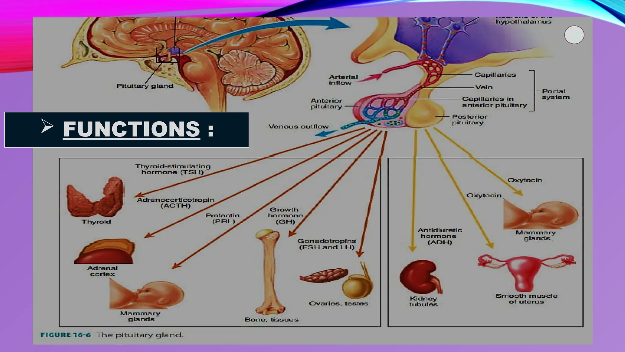 brief description_endocrine system_.pptx
