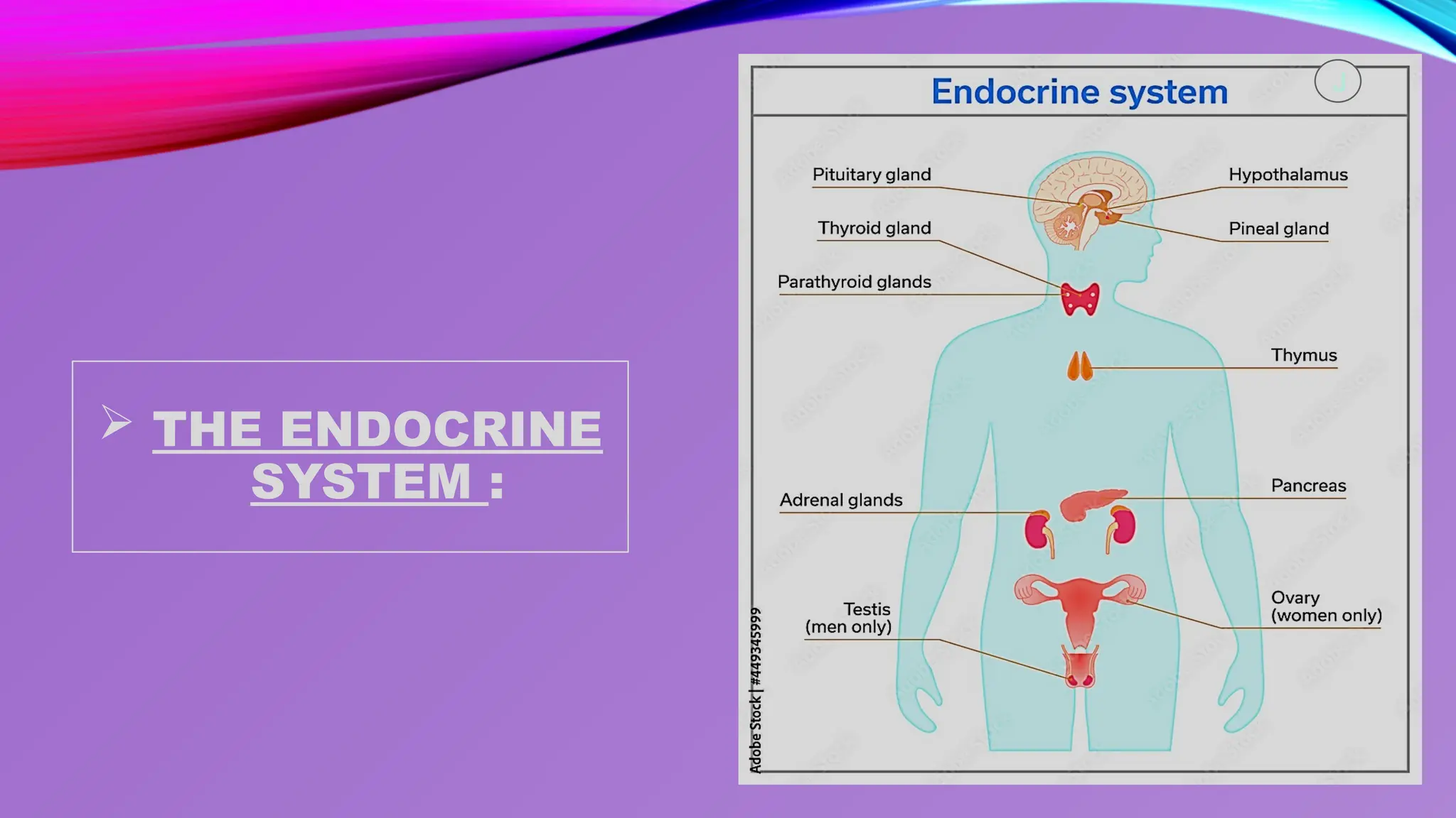 brief description_endocrine system_.pptx