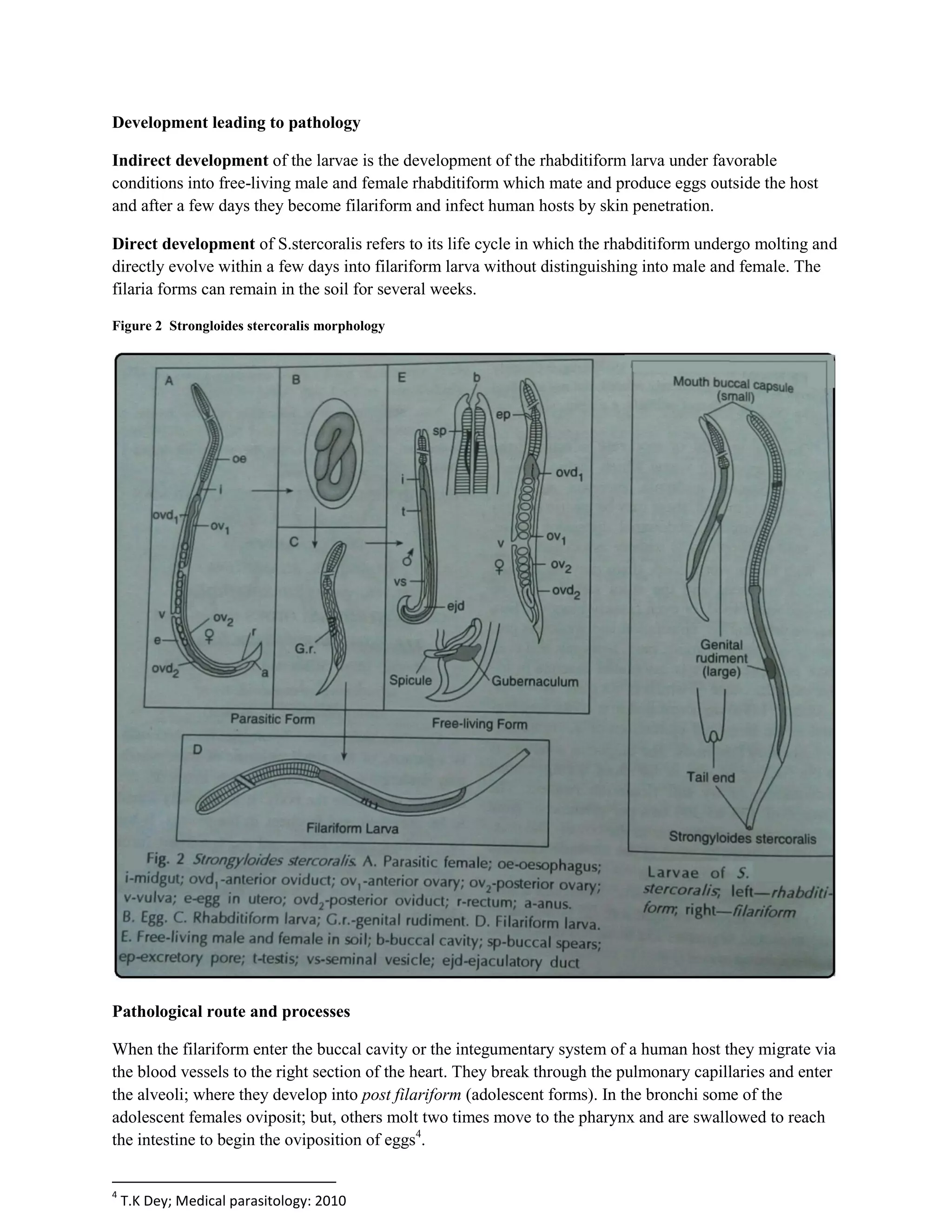 Brief description of nematode strongyloides stercoralis and its pathogenesis | PDF