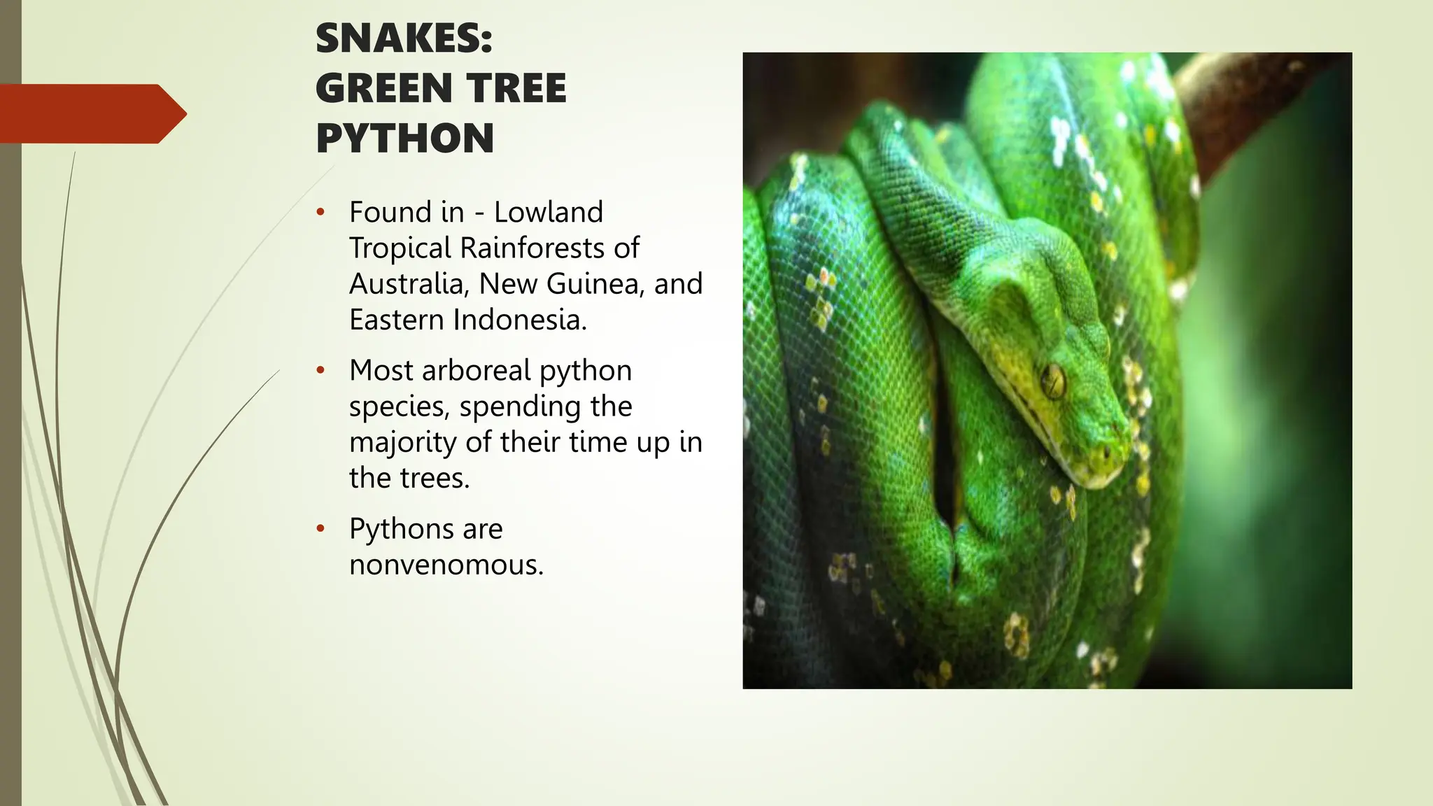 BRIEF HERPETOLOGY REVIEW.pptx