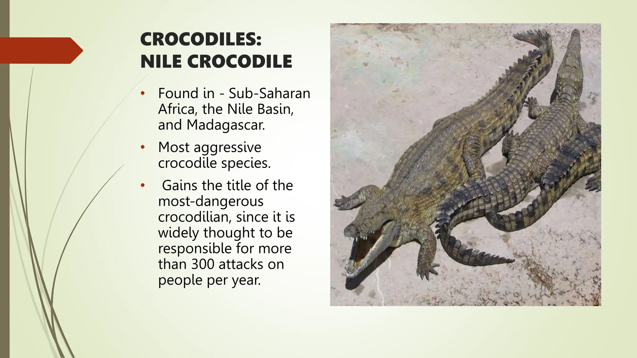 BRIEF HERPETOLOGY REVIEW.pptx