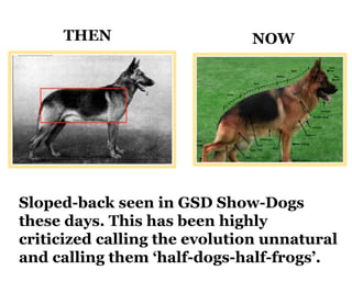 Evolution Of Dog Timeline