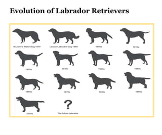 Evolution Of Dog Timeline