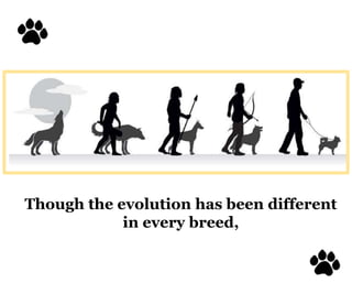 Evolution Of Dog Timeline