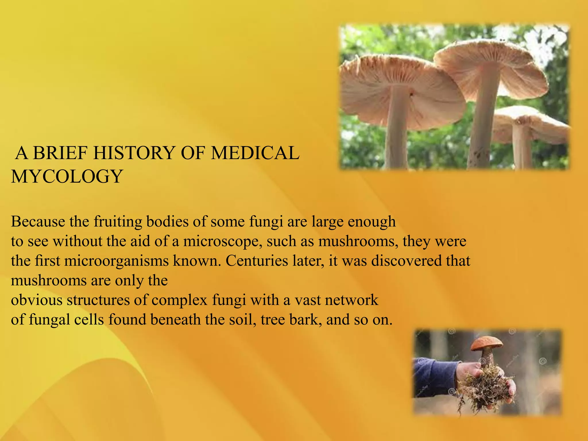 brief history of medical mycology.pdf