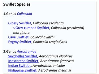 Briefing on swiflet farming | PPT