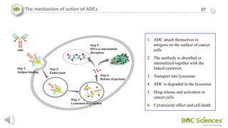 Brief Introduction of Antibody Drug Conjugates | PDF