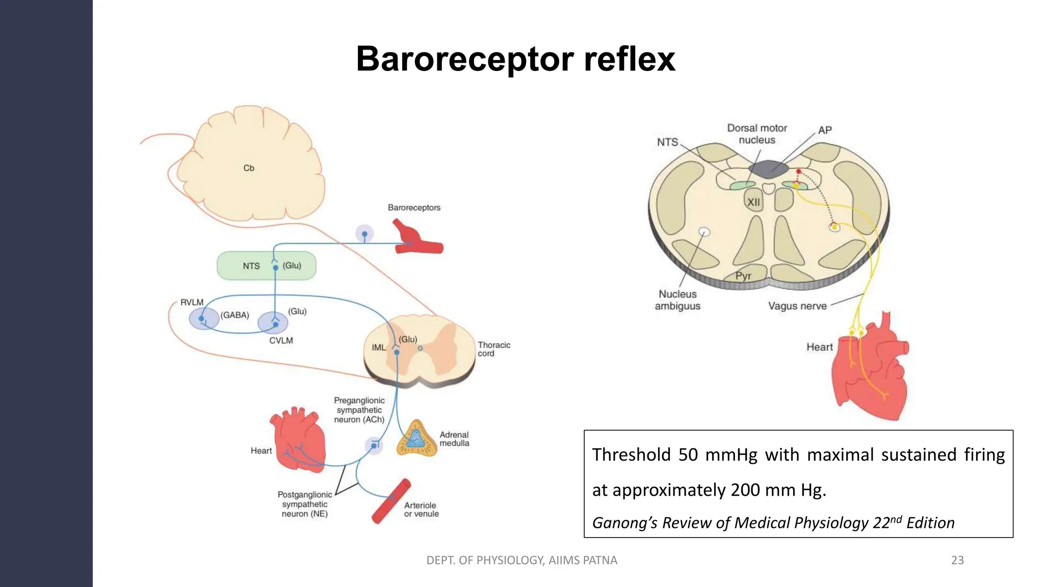 Brief Overview of Autonomic Function Tests | PPTX