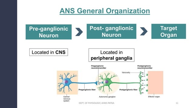 Brief Overview of Autonomic Function Tests | PPT | Free Download