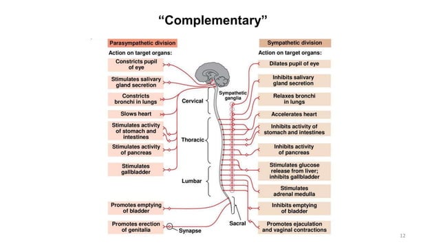 Brief Overview of Autonomic Function Tests | PPT | Free Download