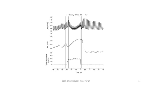 Brief Overview of Autonomic Function Tests | PPT | Free Download