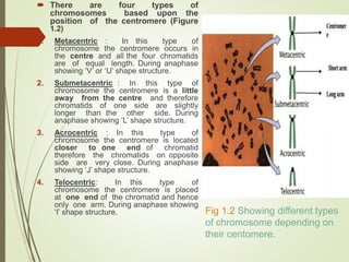 Brief stc of chromosome | PPTX