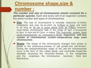 Brief stc of chromosome | PPTX