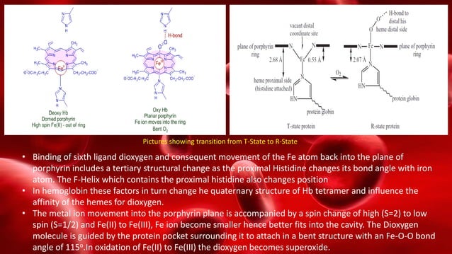 [Brief]Structure and functions of hemoglobin and myglobin (Bio ...