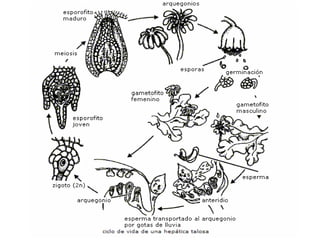 Briófitas | PPT | Biological Sciences | Science