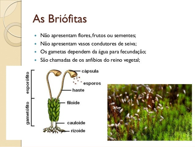 Briófitas
