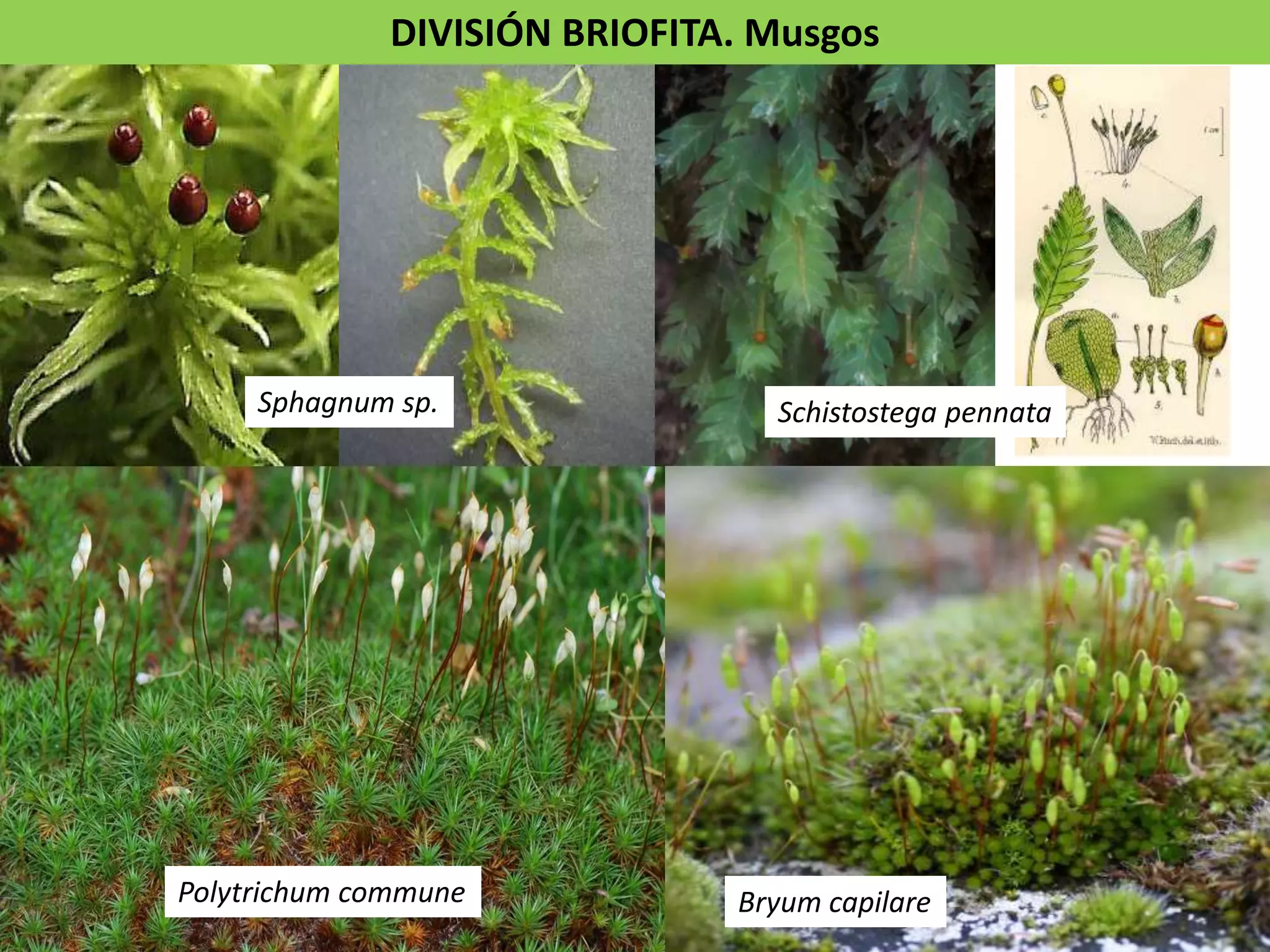 Briófitas y Pteridófitas | PPTX | Biological Sciences | Science