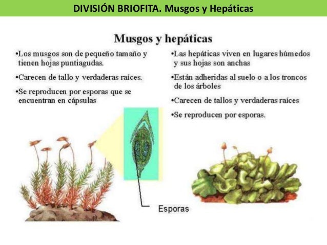 Briófitas y Pteridófitas