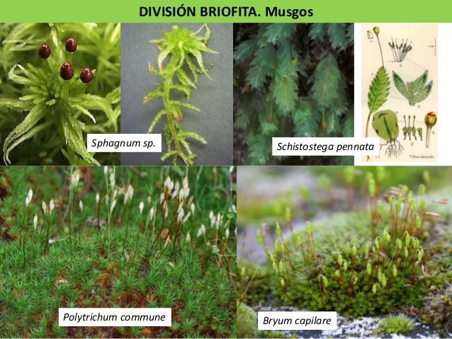 Briófitas y Pteridófitas