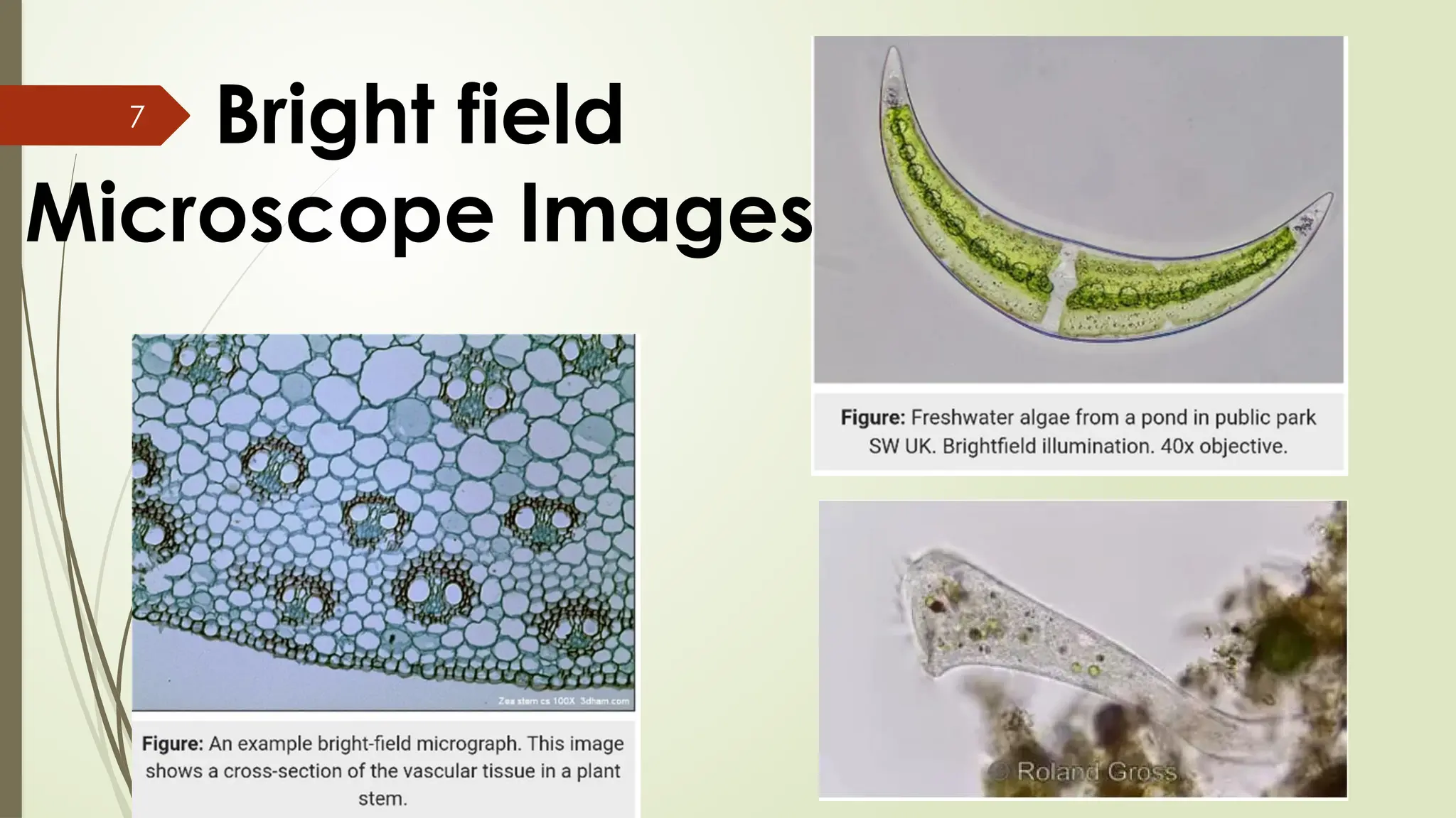 Bright field and Dark field microscope.pptx