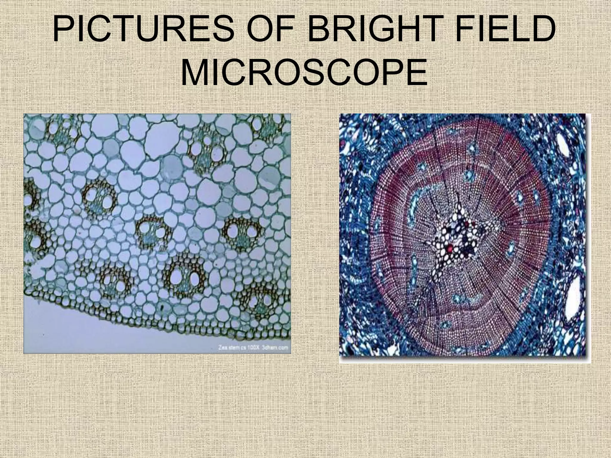 Bright field microscope | PPTX